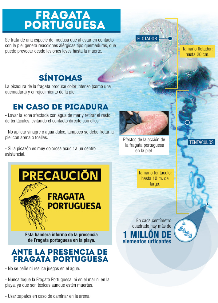 Infografía: Conoce los peligros de la fragata portuguesa y los ...